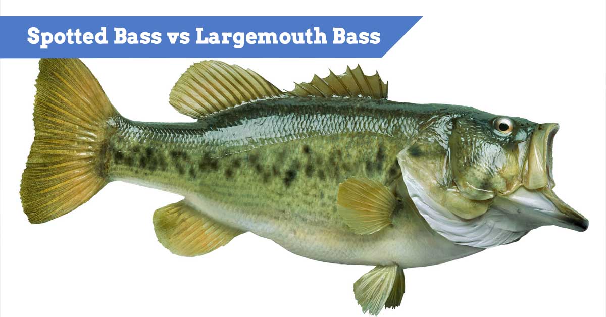 Spotted Bass Vs Largemouth Bass How To Tell The Key Differences Spotted Bass Vs Largemouth Bass How To Tell The Key Differences