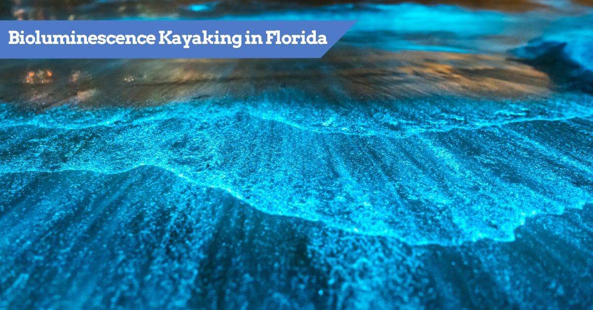 Bioluminescence Kayaking in Florida | 5 Top Places & Tours